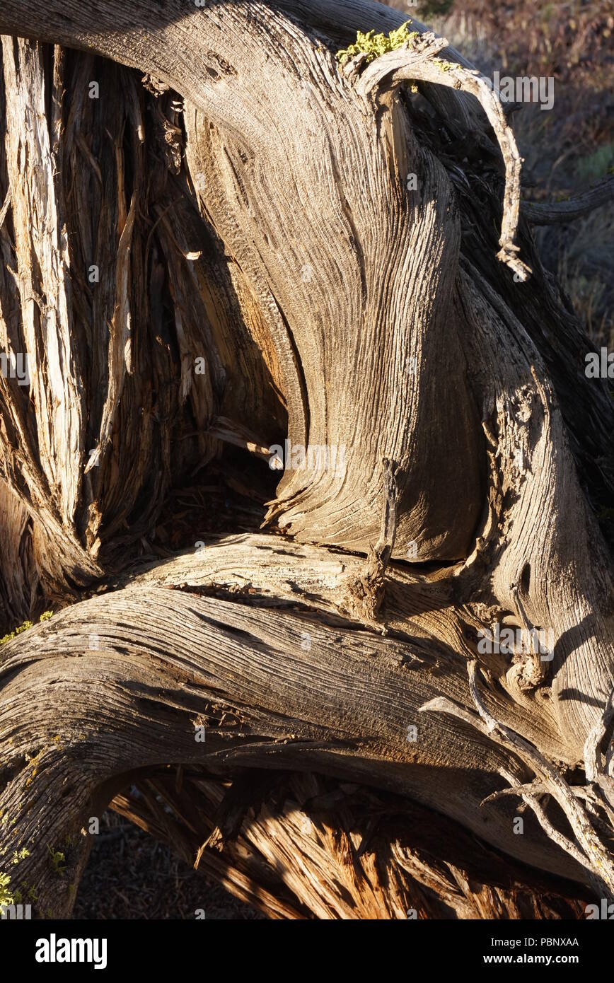 Western juniper oregon hi-res stock photography and images - Alamy
