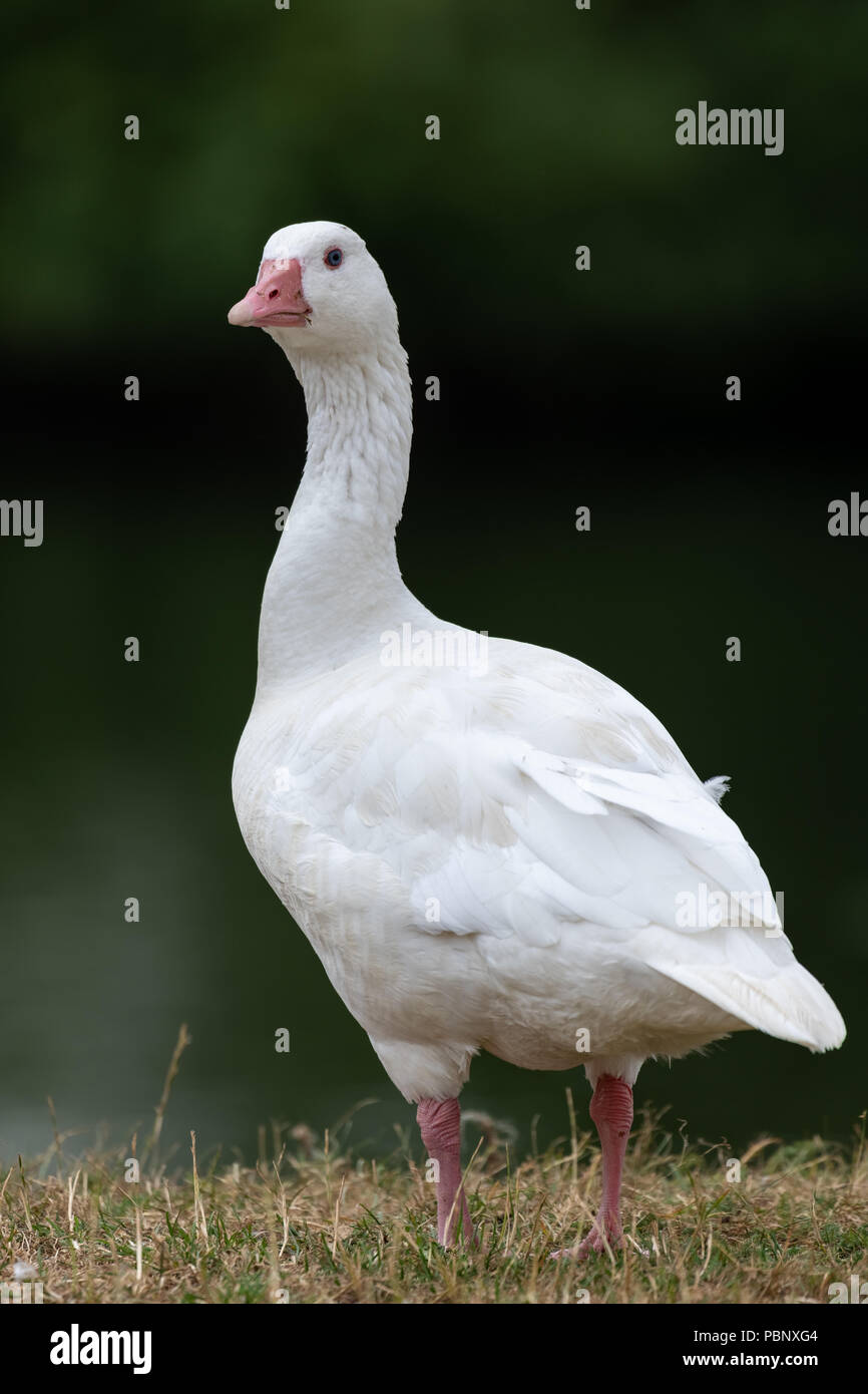 West of england goose hi-res stock photography and images - Alamy