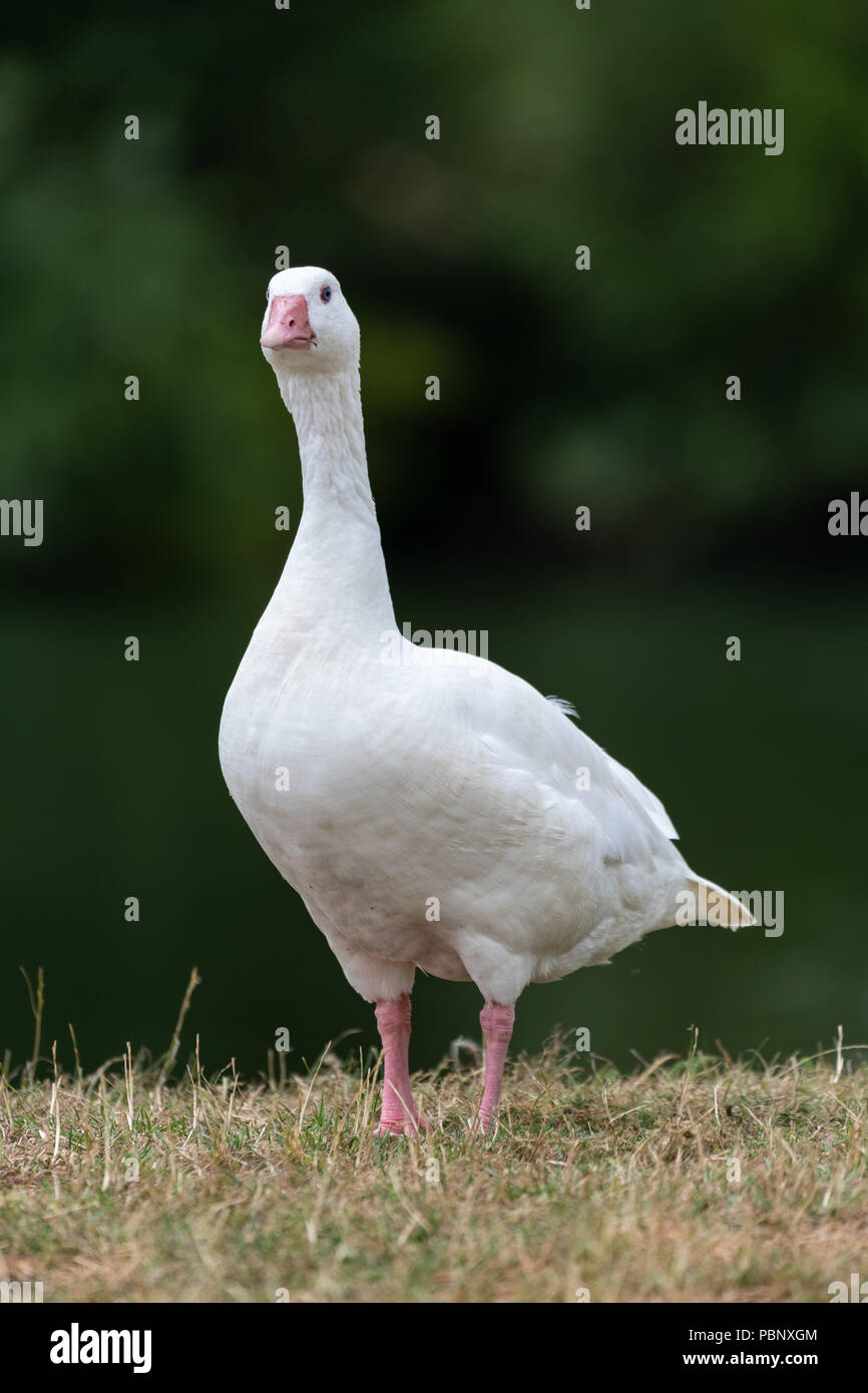 West of england goose hi-res stock photography and images - Alamy