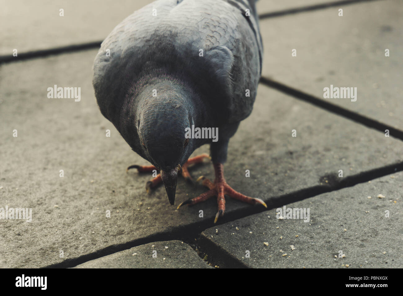 The black dove hi-res stock photography and images - Alamy