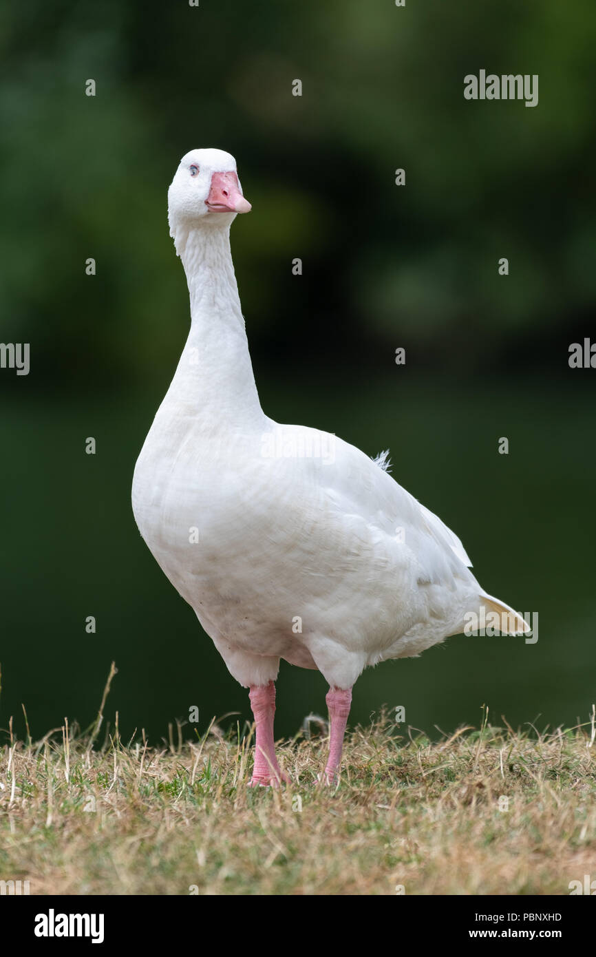 West of England Goose Stock Photo - Alamy