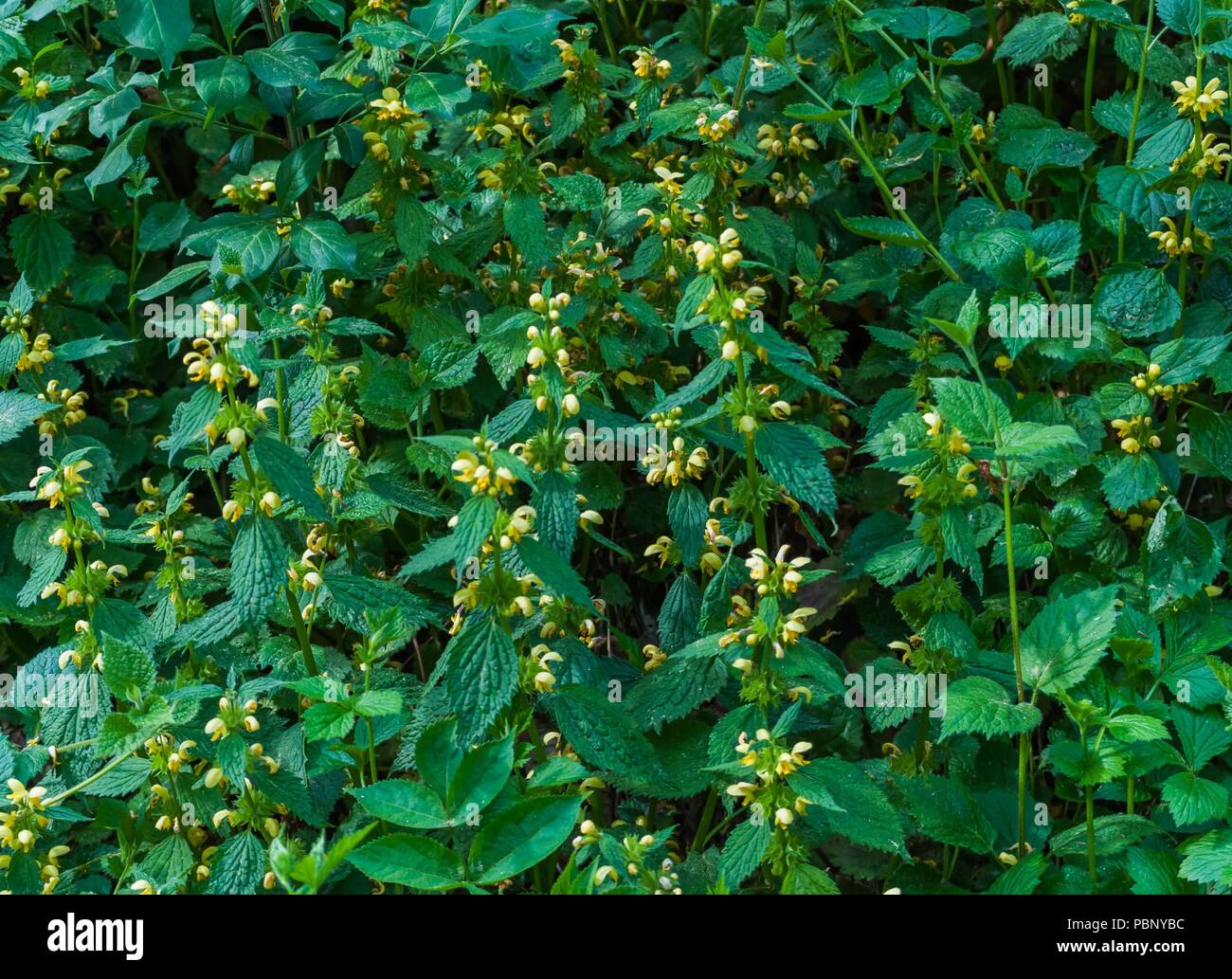 Nettle pic hi-res stock photography and images - Alamy