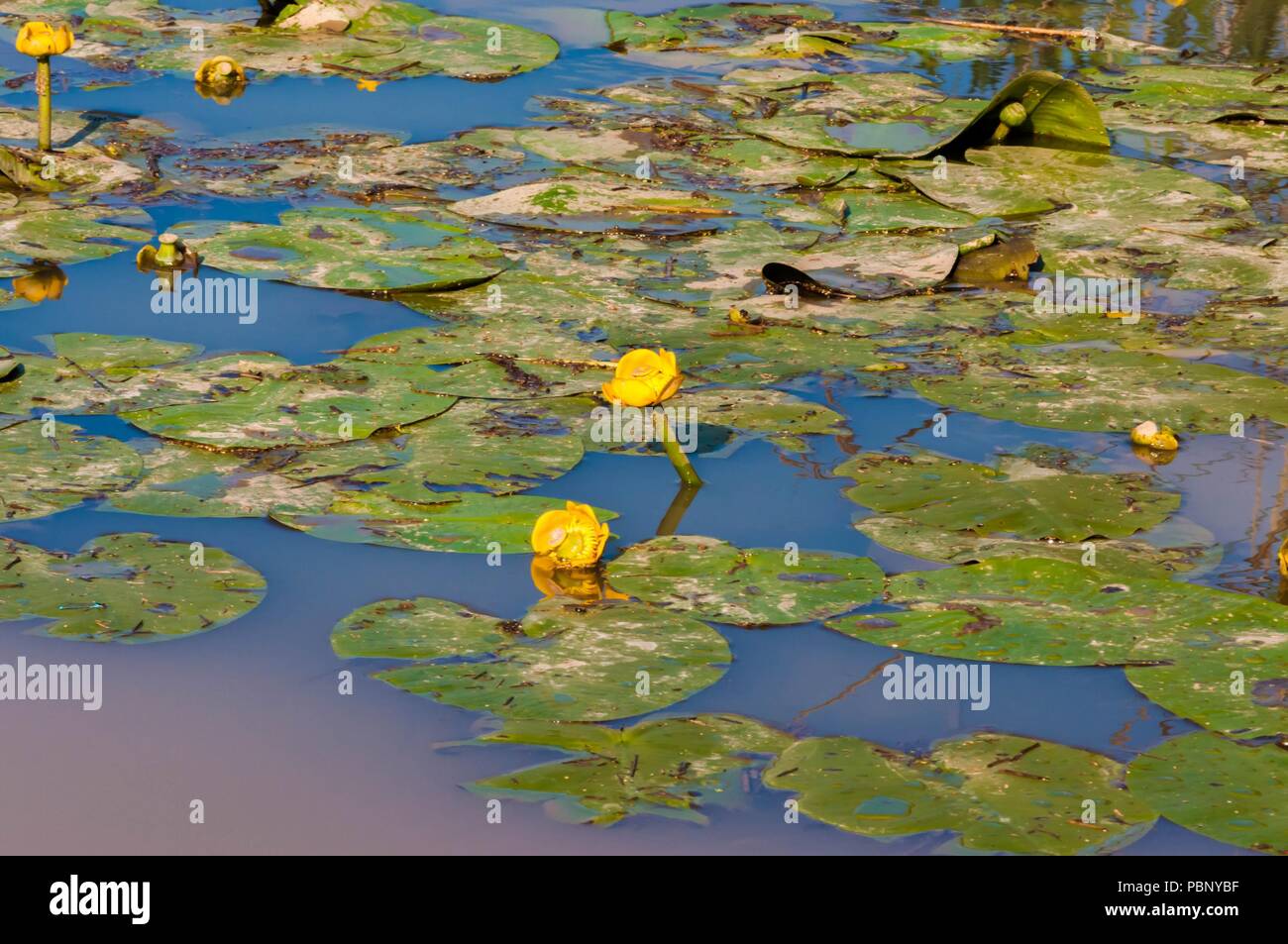 Swamp love hi-res stock photography and images - Alamy