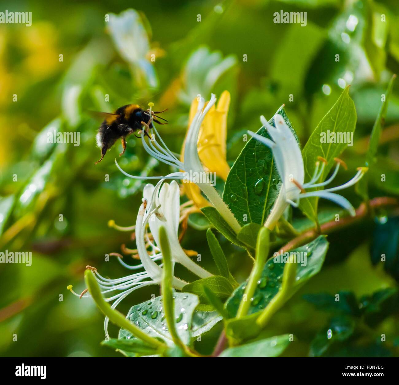 Bee and flower Stock Photo - Alamy