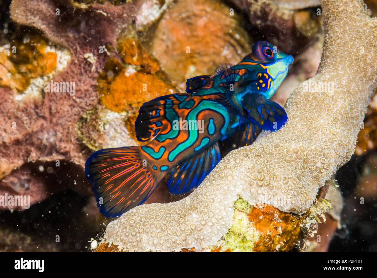 Mandarinfish,Synchiropus splendidus (Herre, 1927), crawling over coral ...