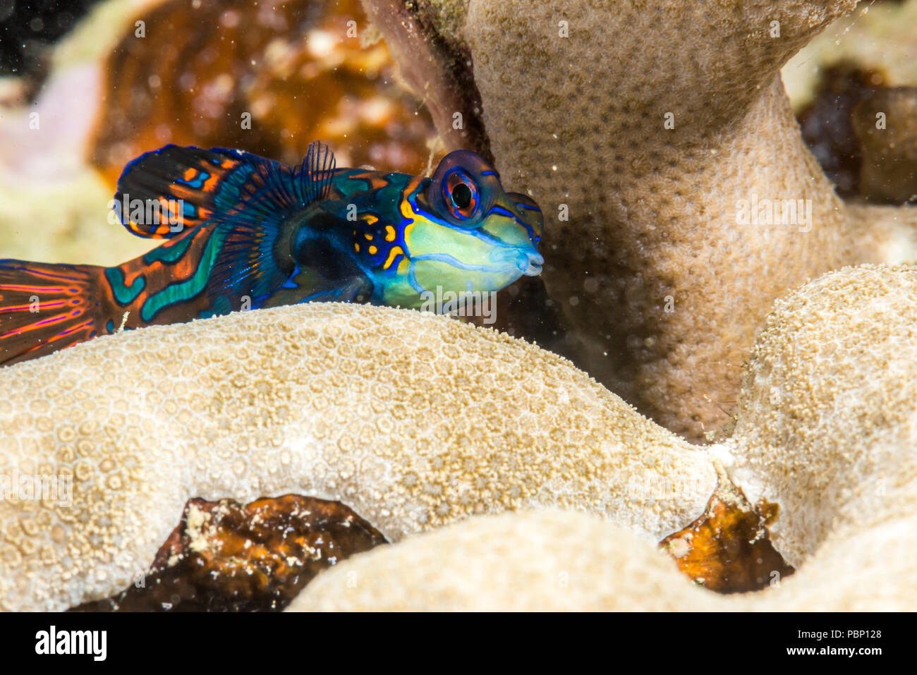 Mandarinfish,Synchiropus splendidus (Herre, 1927), crawling over coral ...
