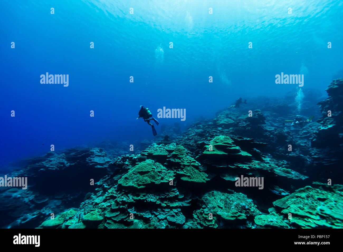 Sunshine coral hi-res stock photography and images - Alamy