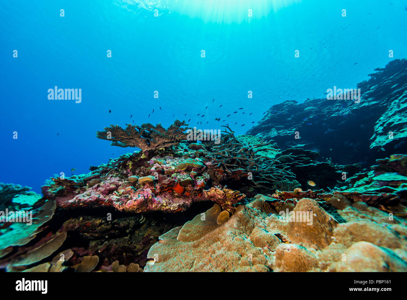 Seascape of sunshine coral reef. Yap island, Micronesia Stock Photo - Alamy