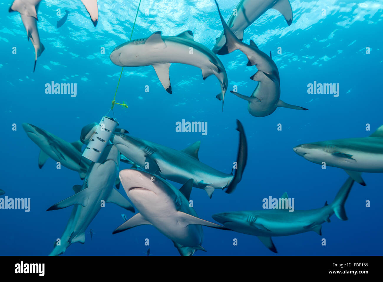 Shark island light hi-res stock photography and images - Alamy