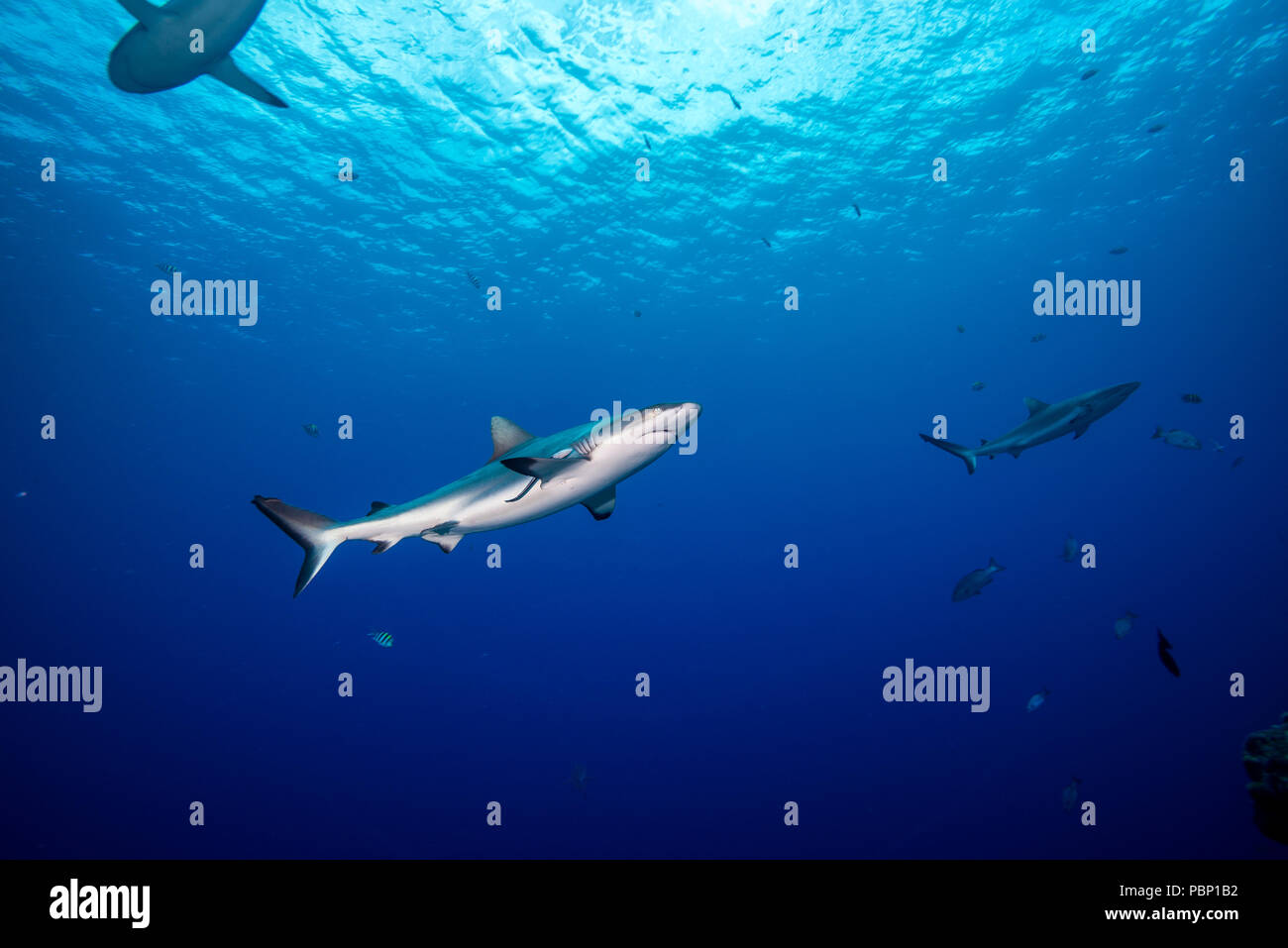 Blacktail reef shark or Grey reef shark, Carcharhinus amblyrhynchos ...