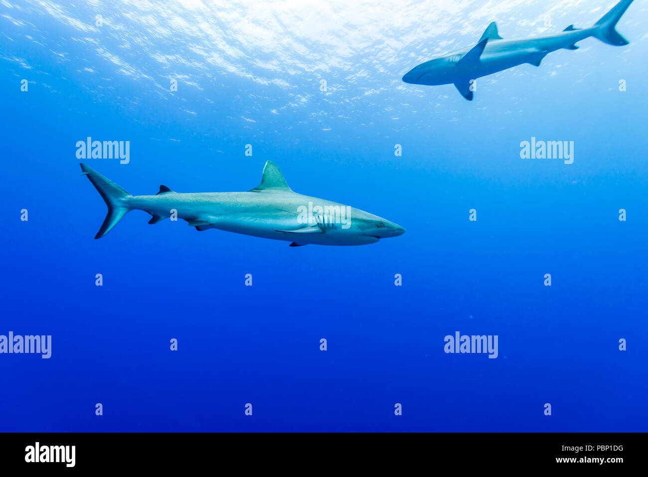 Blacktail reef sharks or Grey reef sharks, Carcharhinus amblyrhynchos ...