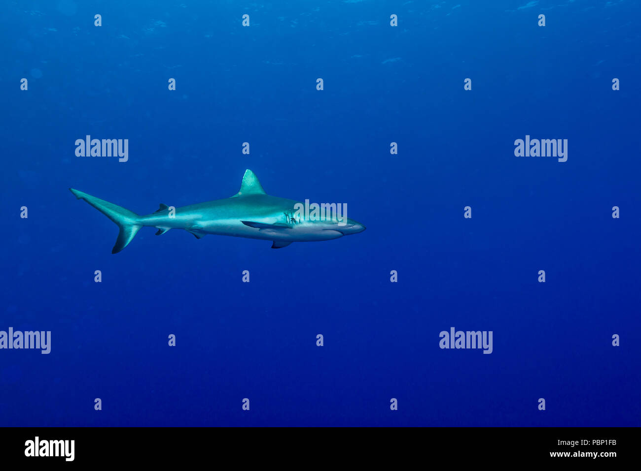 Blacktail reef shark or Grey reef shark, Carcharhinus amblyrhynchos ...