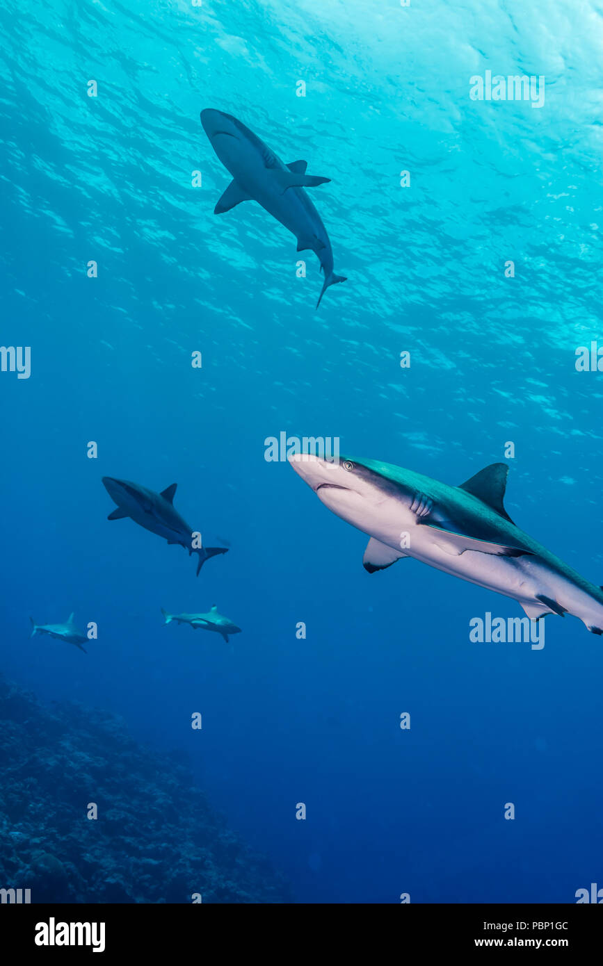 Blacktail reef sharks or Grey reef sharks, Carcharhinus amblyrhynchos ...
