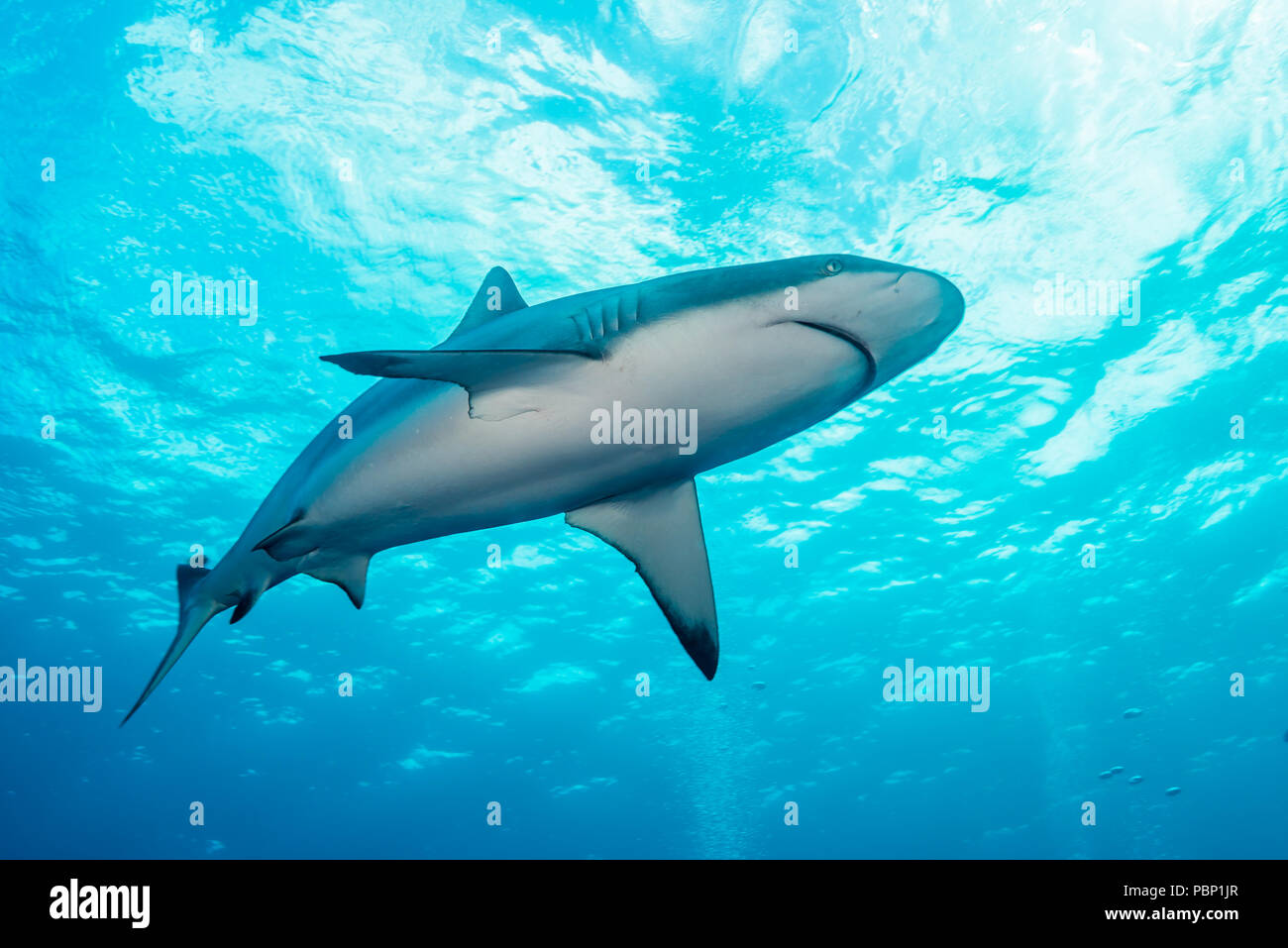 Shark swimming jaws hi-res stock photography and images - Alamy