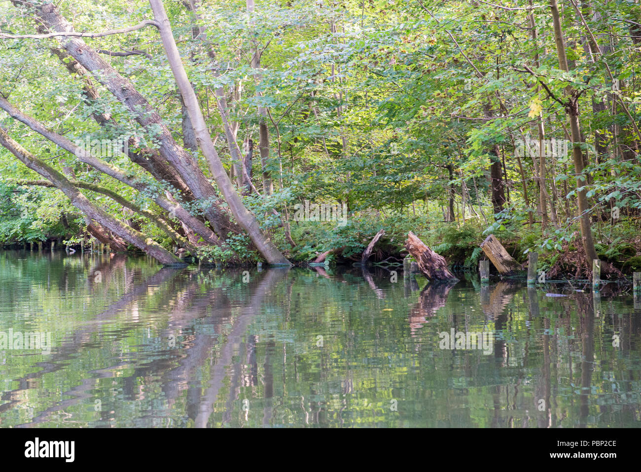 Black alder trees along the river Mølleå in Denmark Stock Photo - Alamy