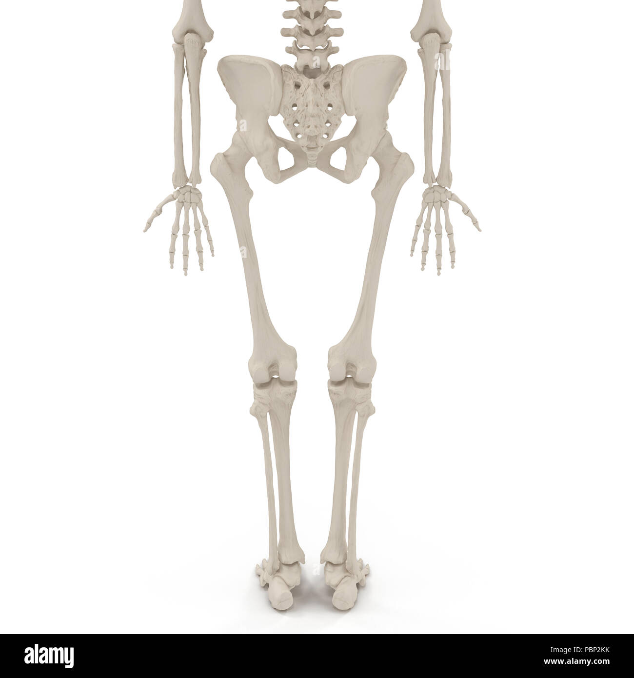 Rear view bones lower body hi-res stock photography and images - Alamy