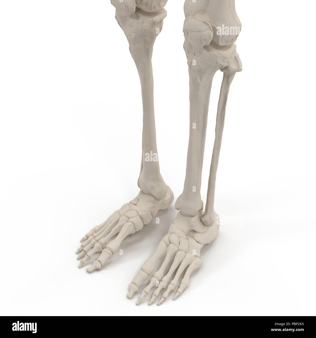 Human Legs Skeleton Bones On White 3D Illustration Stock Photo Alamy