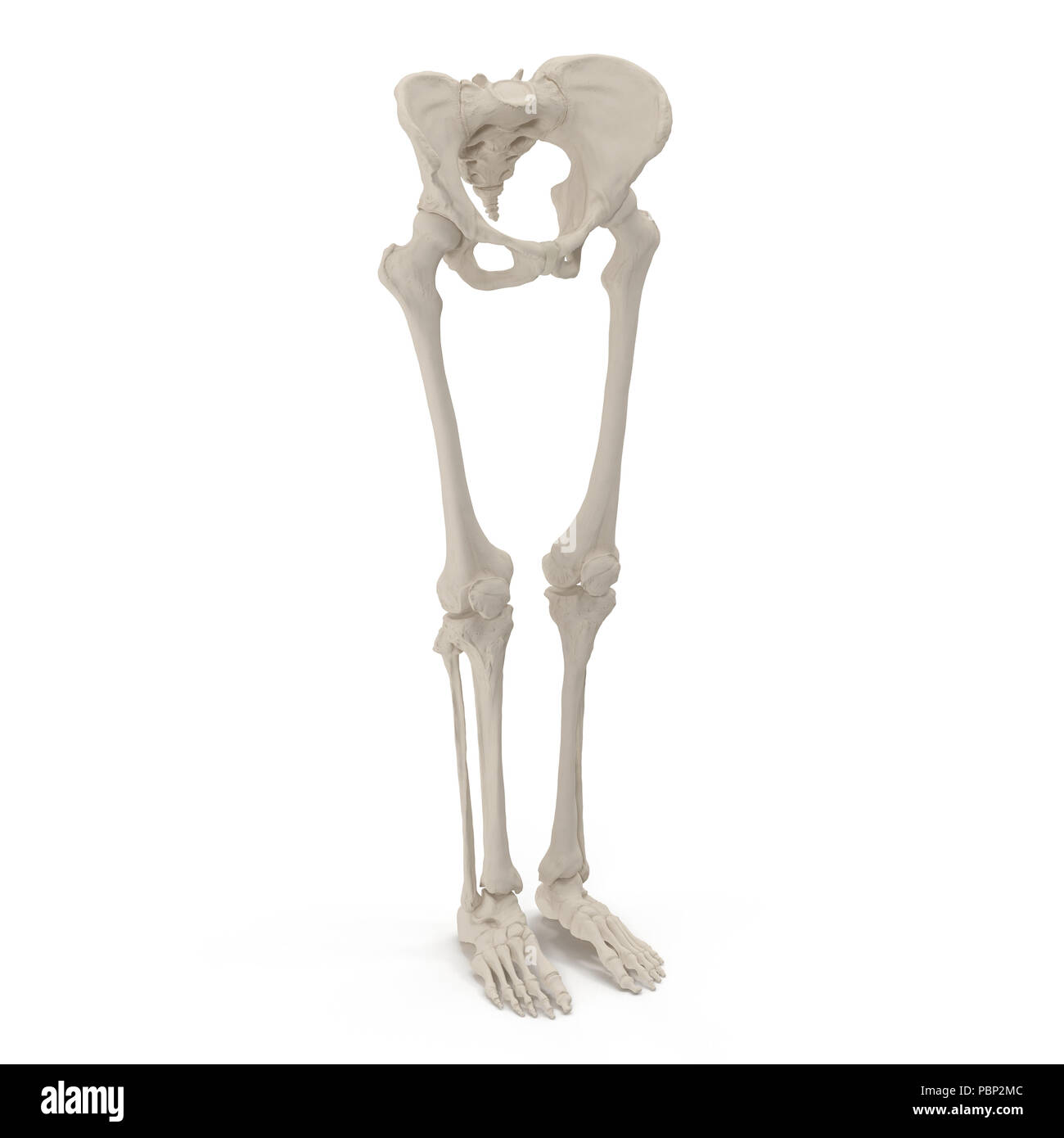 3d render female medical skeleton Cut Out Stock Images & Pictures - Alamy