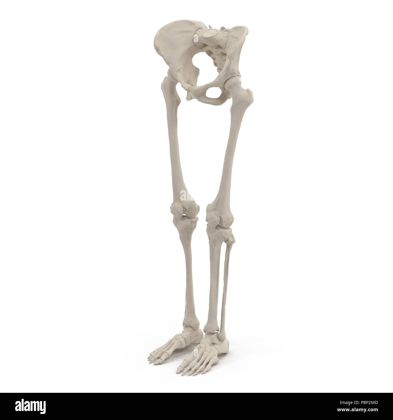 Lower Body Bones Stock Photos & Lower Body Bones Stock Images - Alamy