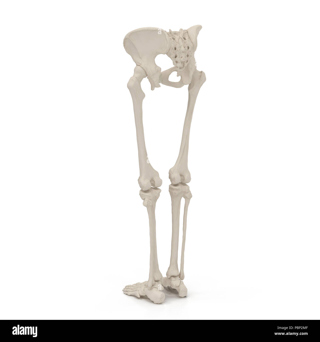 Female Lower Body Skeleton on white. 3D illustration Stock Photo - Alamy