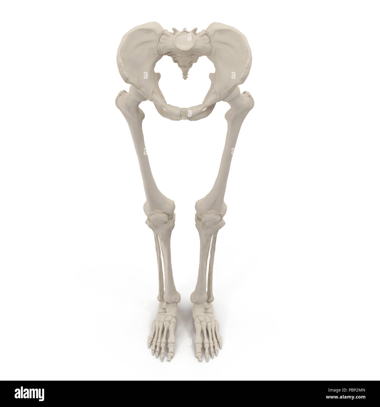 Female skeleton front Cut Out Stock Images & Pictures - Alamy