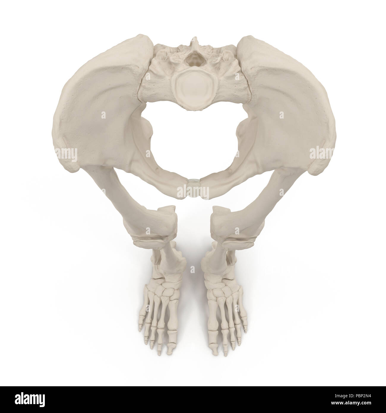 Female Lower Body Skeleton on white. 3D illustration Stock Photo - Alamy