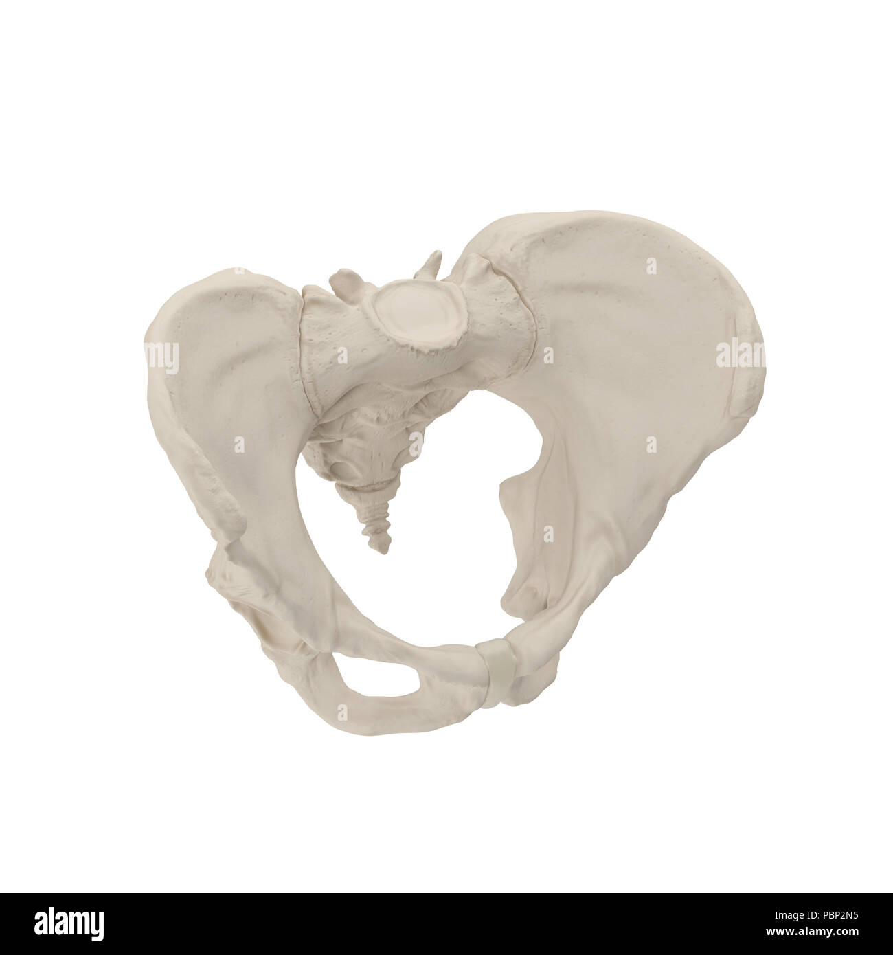 Female Pelvis Stock Photos & Female Pelvis Stock Images - Alamy