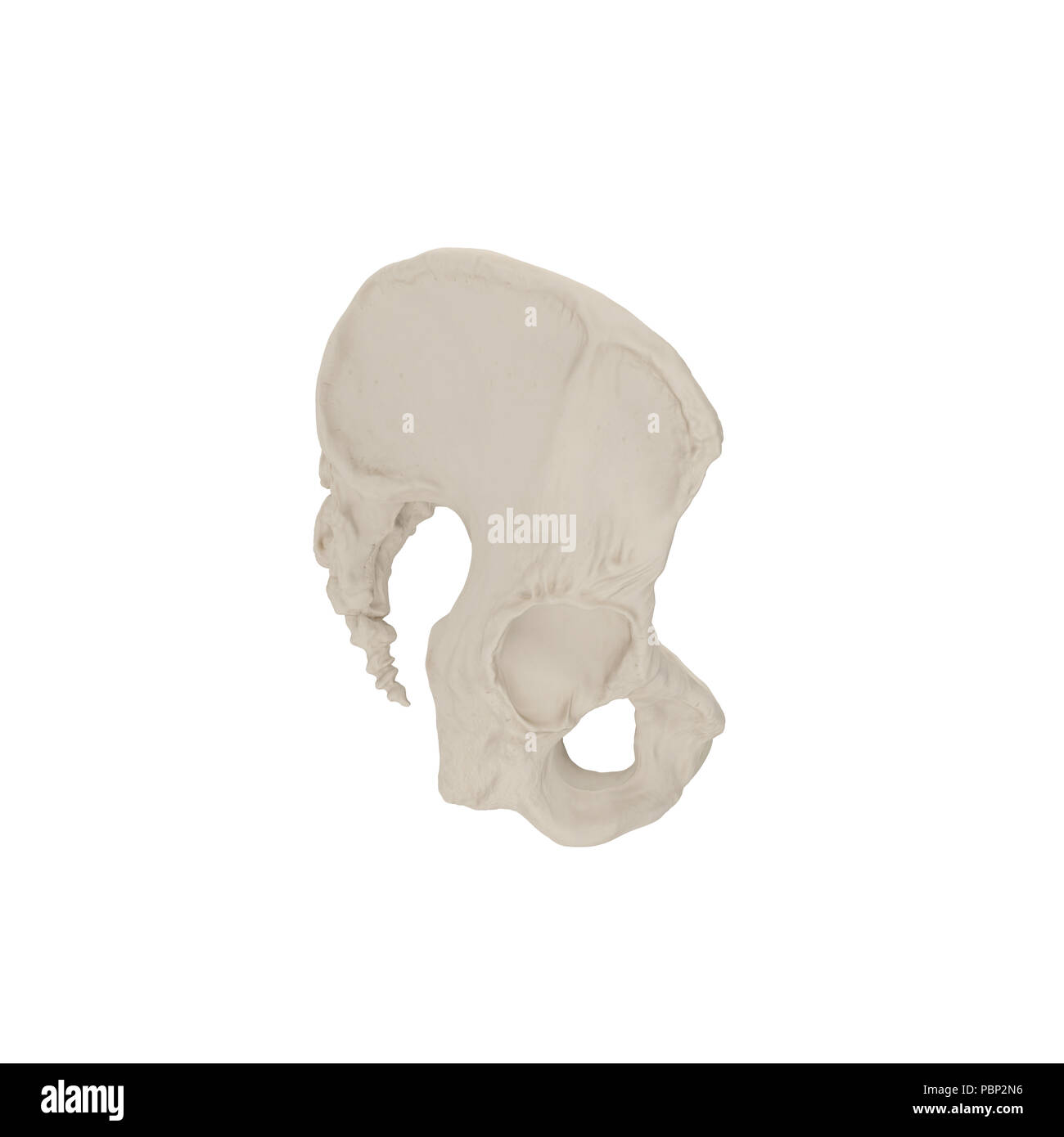 3d render female skeleton side hi-res stock photography and images - Alamy
