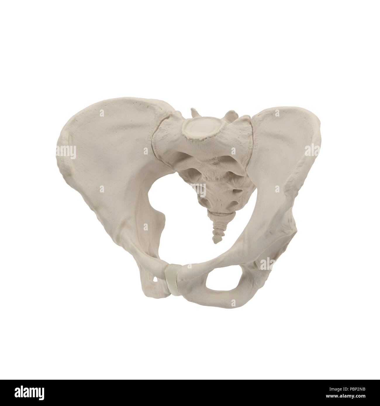 Anatomy Female Pelvis High Resolution Stock Photography and Images - Alamy