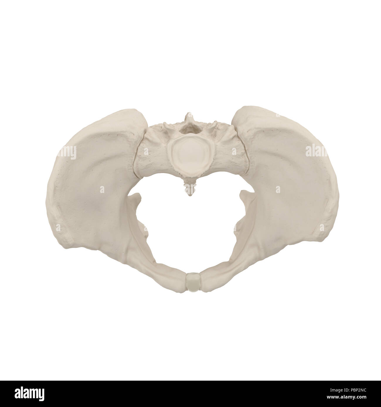Female Pelvis Skeleton on white. Top view. 3D illustration Stock Photo ...