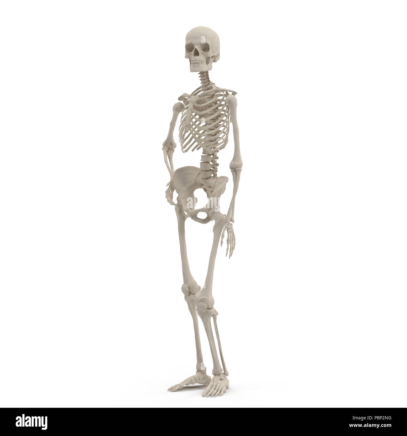 Human Female Skeleton standing pose on white. 3D illustration Stock ...