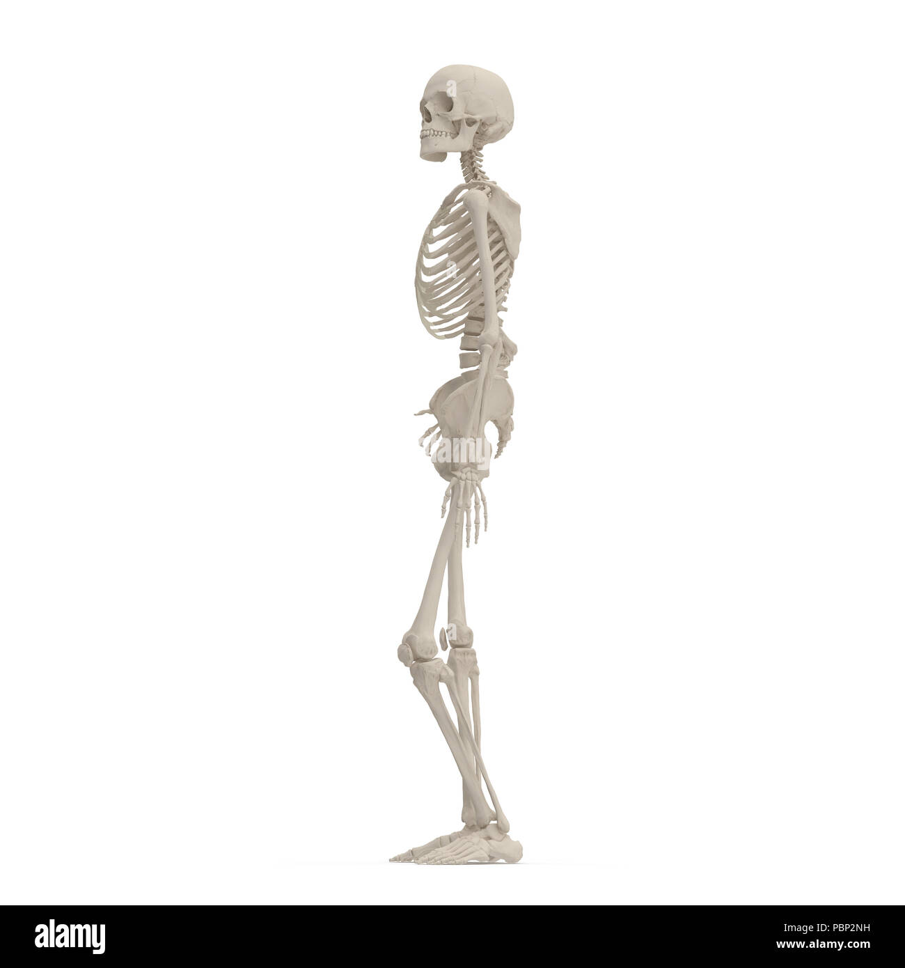 Human Female Skeleton standing pose on white. 3D illustration Stock ...