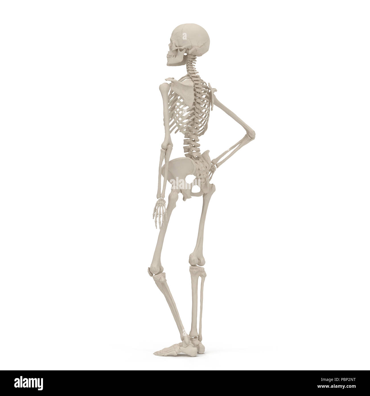 Human Skeleton Drawing Pose