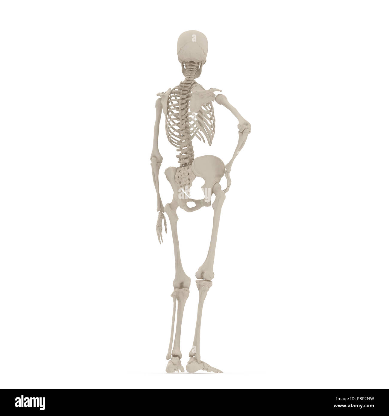 Human Standing Poses