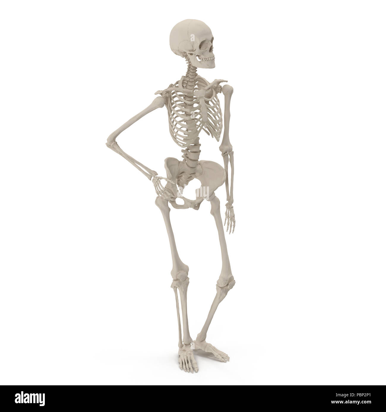 Human Female Skeleton standing pose on white. 3D illustration Stock ...