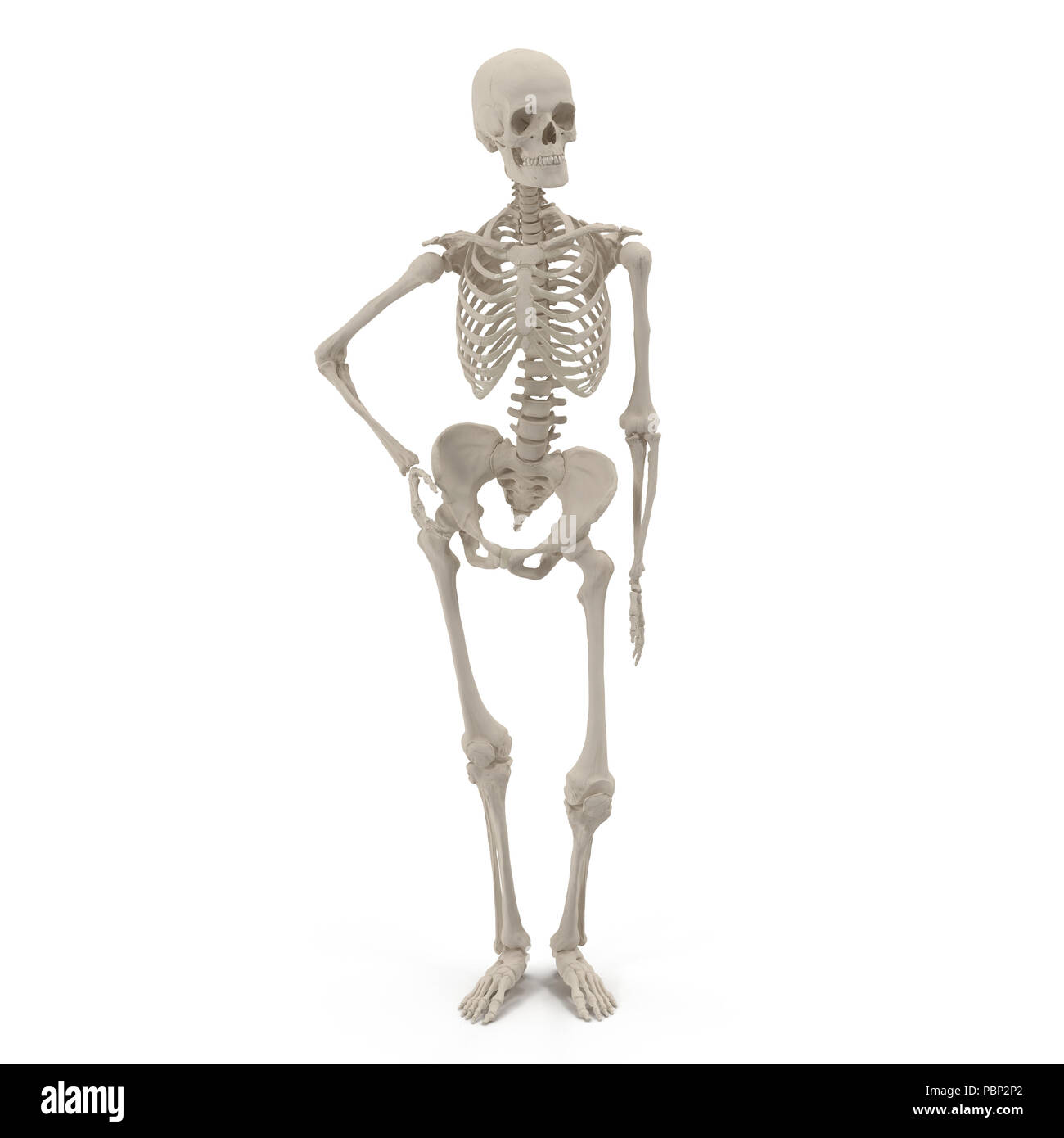Human Standing Poses