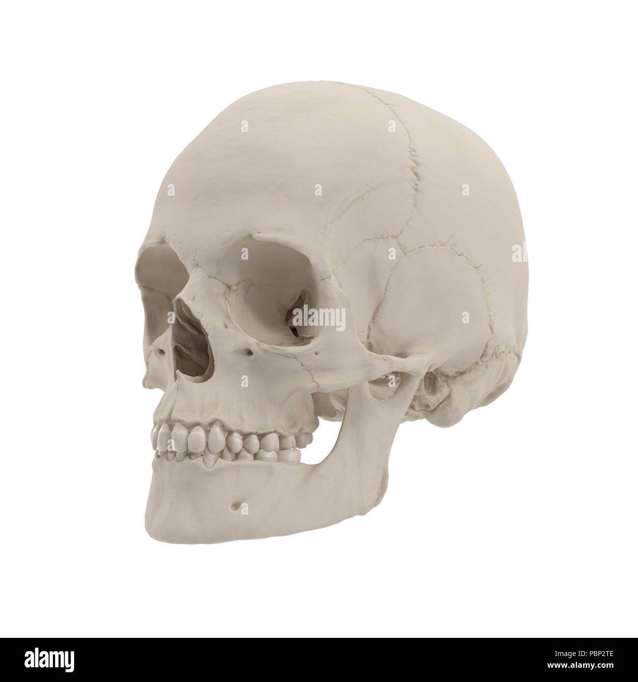 Female human skull hi-res stock photography and images - Alamy