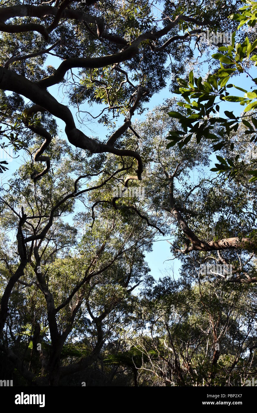 Tree tops are illuminated by the setting sun. Dark forest tree. Clear ...
