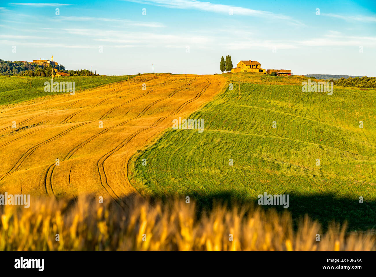 Natural landscape of hilly Tuscan field in summer season with typical ...