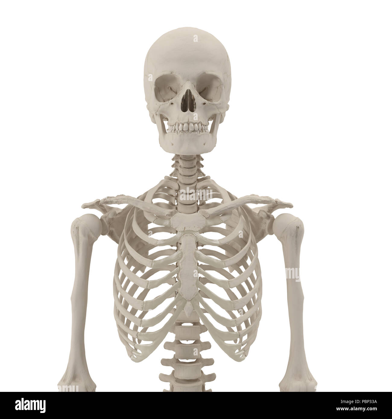 Female Human Skeleton