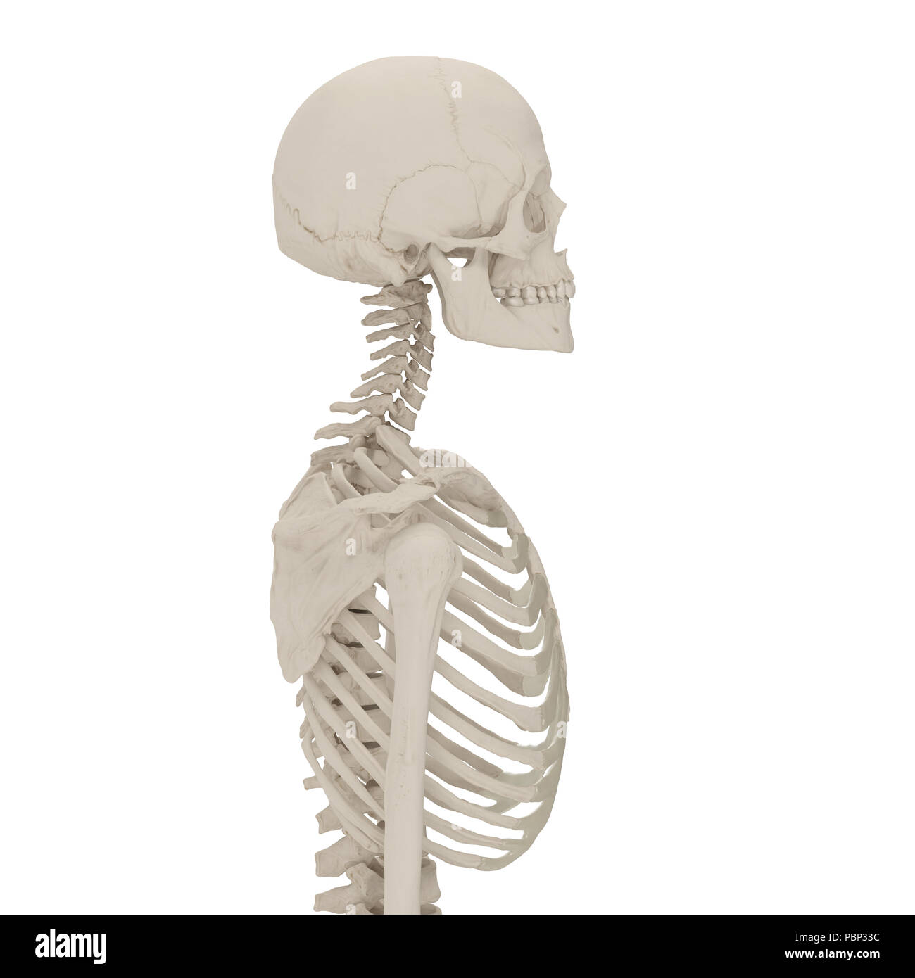 Female Human Skeleton