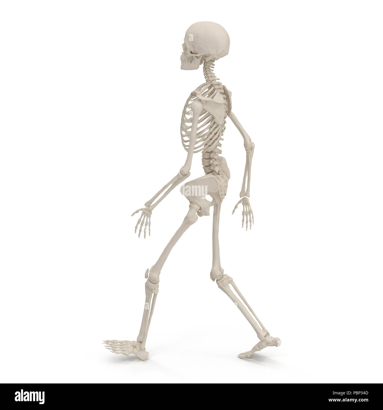 3d Render Female Medical Skeleton Stock Photos & 3d Render Female ...