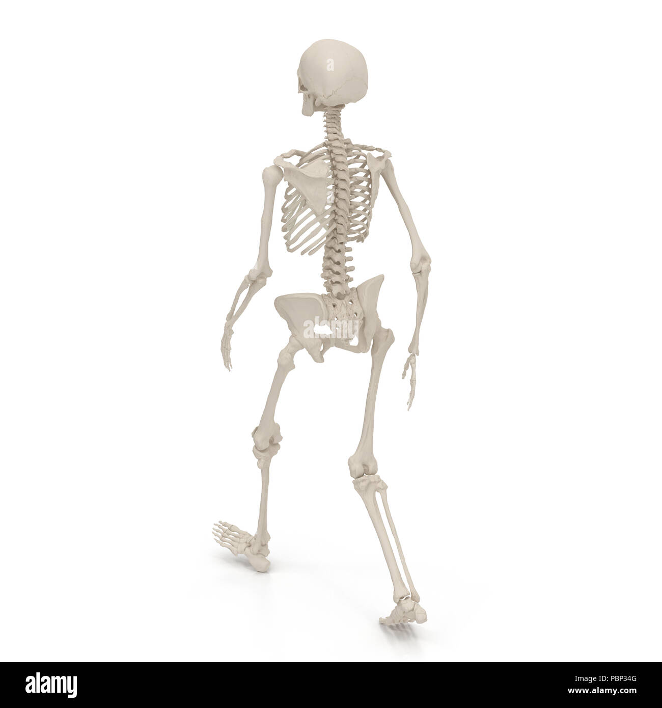 medical accurate female skeleton walking pose on white. 3D illustration ...