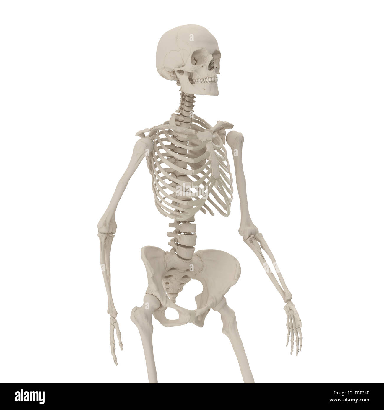 3d Render Female Medical Skeleton Stock Photos & 3d Render Female ...
