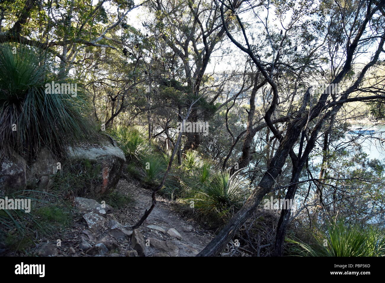 Bushwalking track through native forest in Garigal National Park Stock ...