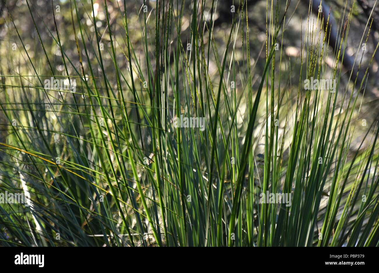 Fresh green grass background. slim long round stems of green grass ...