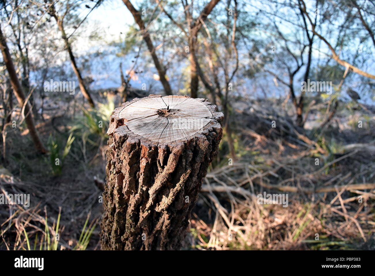 Dead Tree stump in the bush. Old dead tree stump after a tree was cut ...