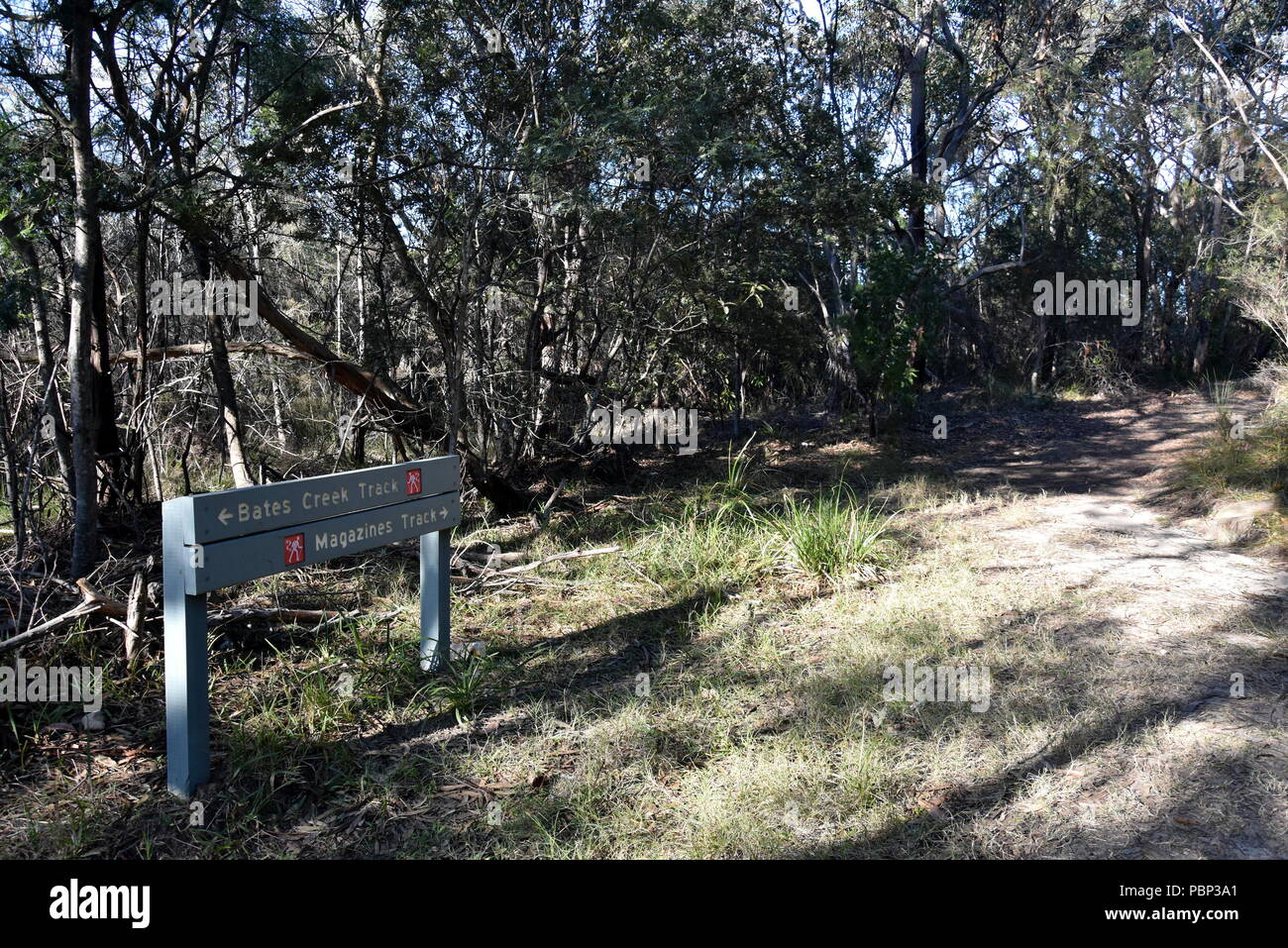 Bushwalking track through native forest in Garigal National Park Stock ...
