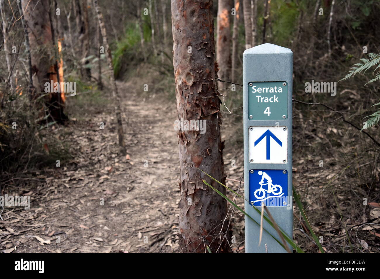 Bushwalking track through native forest in Garigal National Park Stock ...