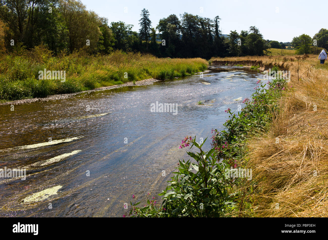 Otter habitat hi-res stock photography and images - Alamy